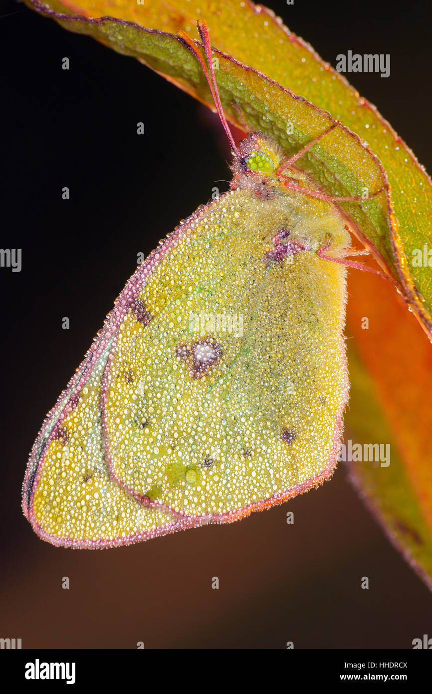 Postillon hi-res stock photography and images - Alamy