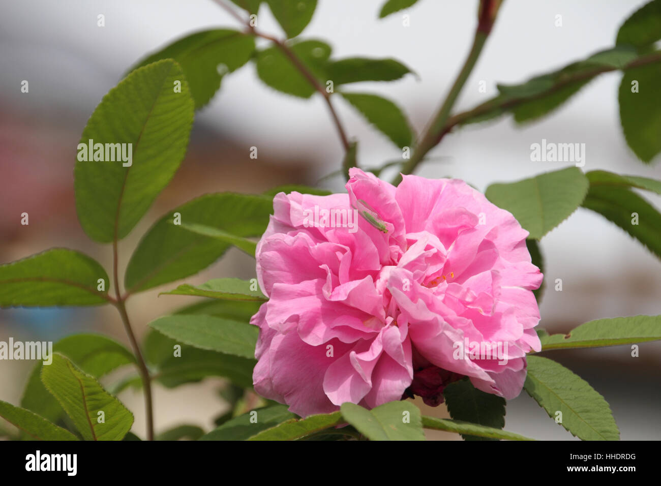 garden, flower, plant, rose, bloom, blossom, flourish, flourishing ...