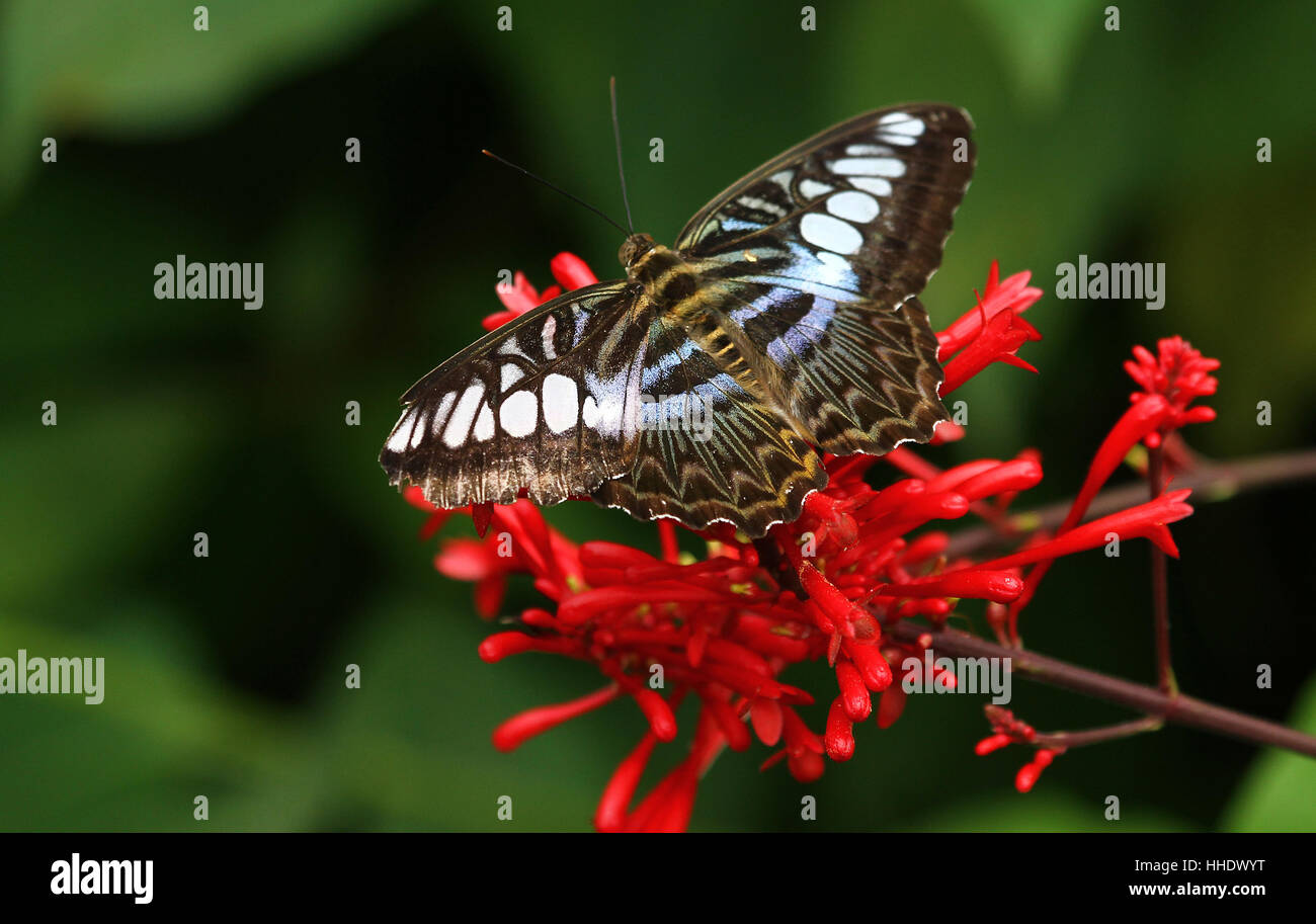 Insects of india hi-res stock photography and images - Alamy