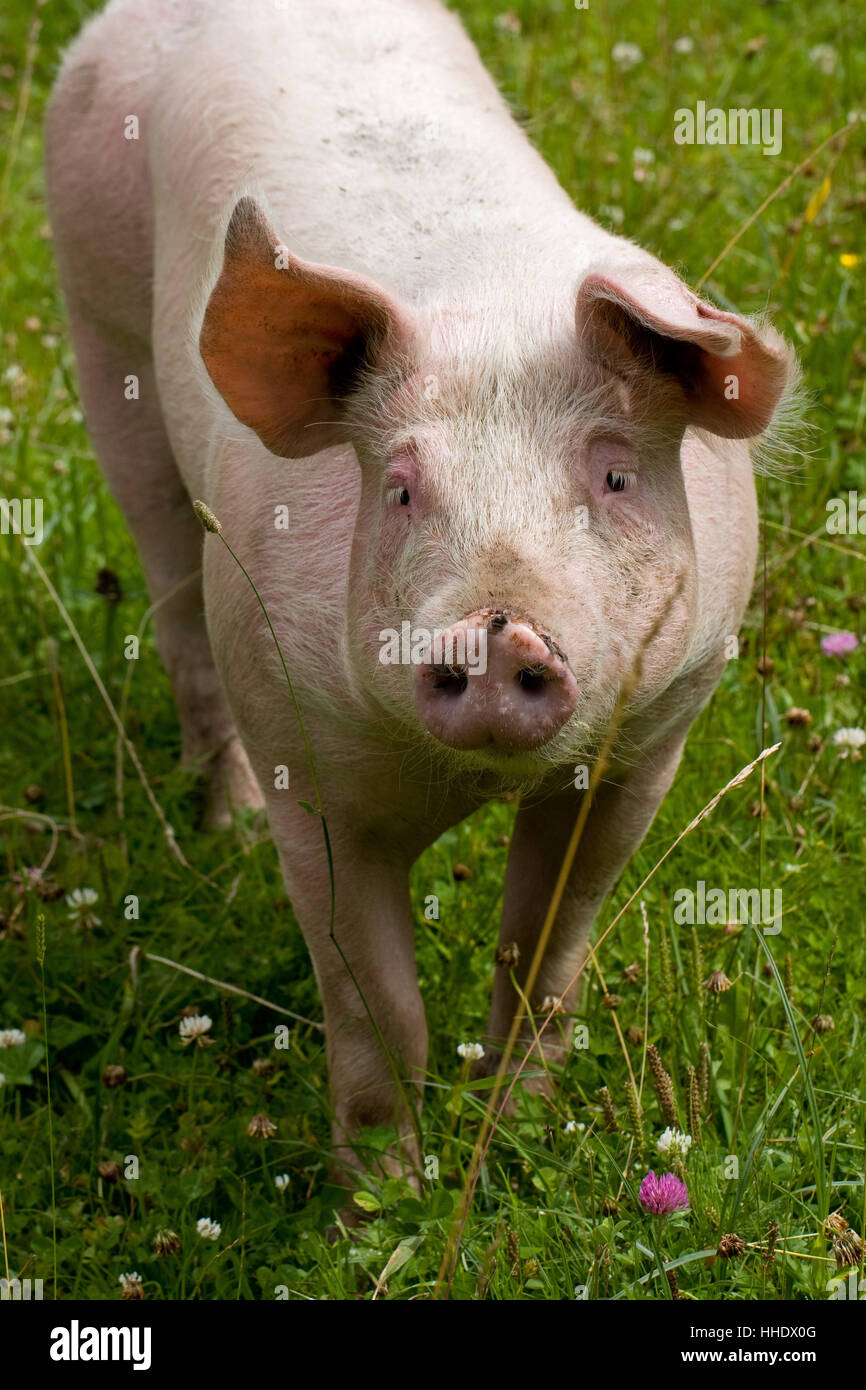 pig on meadow Stock Photo - Alamy