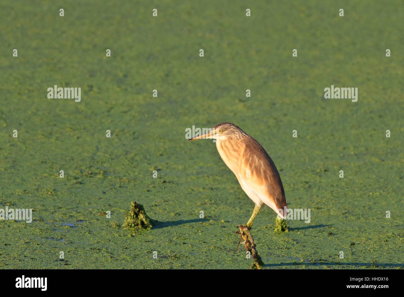 bird, green, wild, spring, bouncing, bounces, hop, skipping, frisks ...