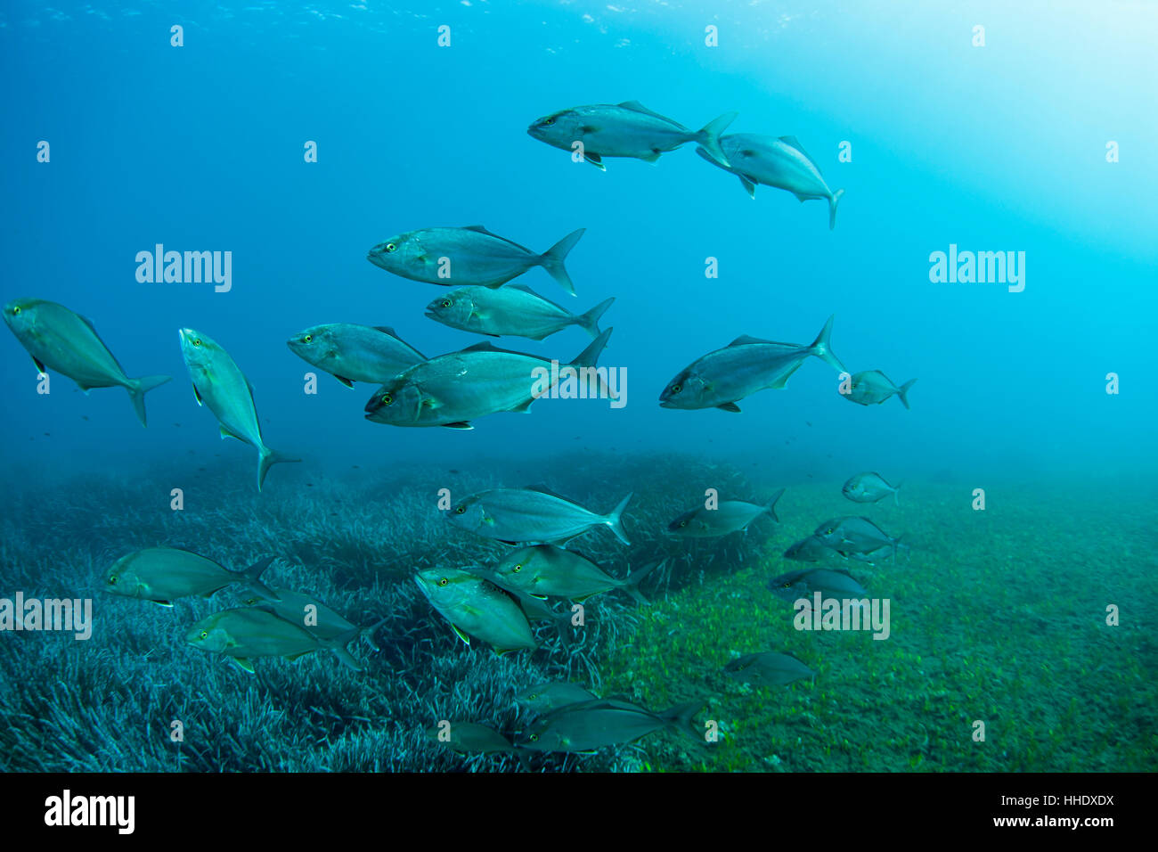 fish, counter-light, surface, swarm, school, seaweed, salt water, sea ...