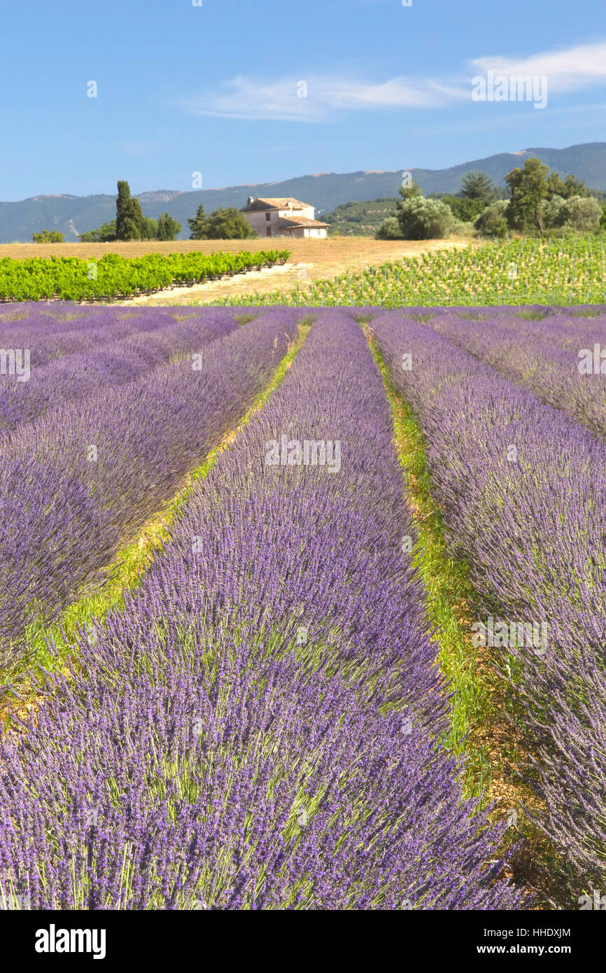 flower, plant, field, europe, Provence, herb, landscape, scenery ...