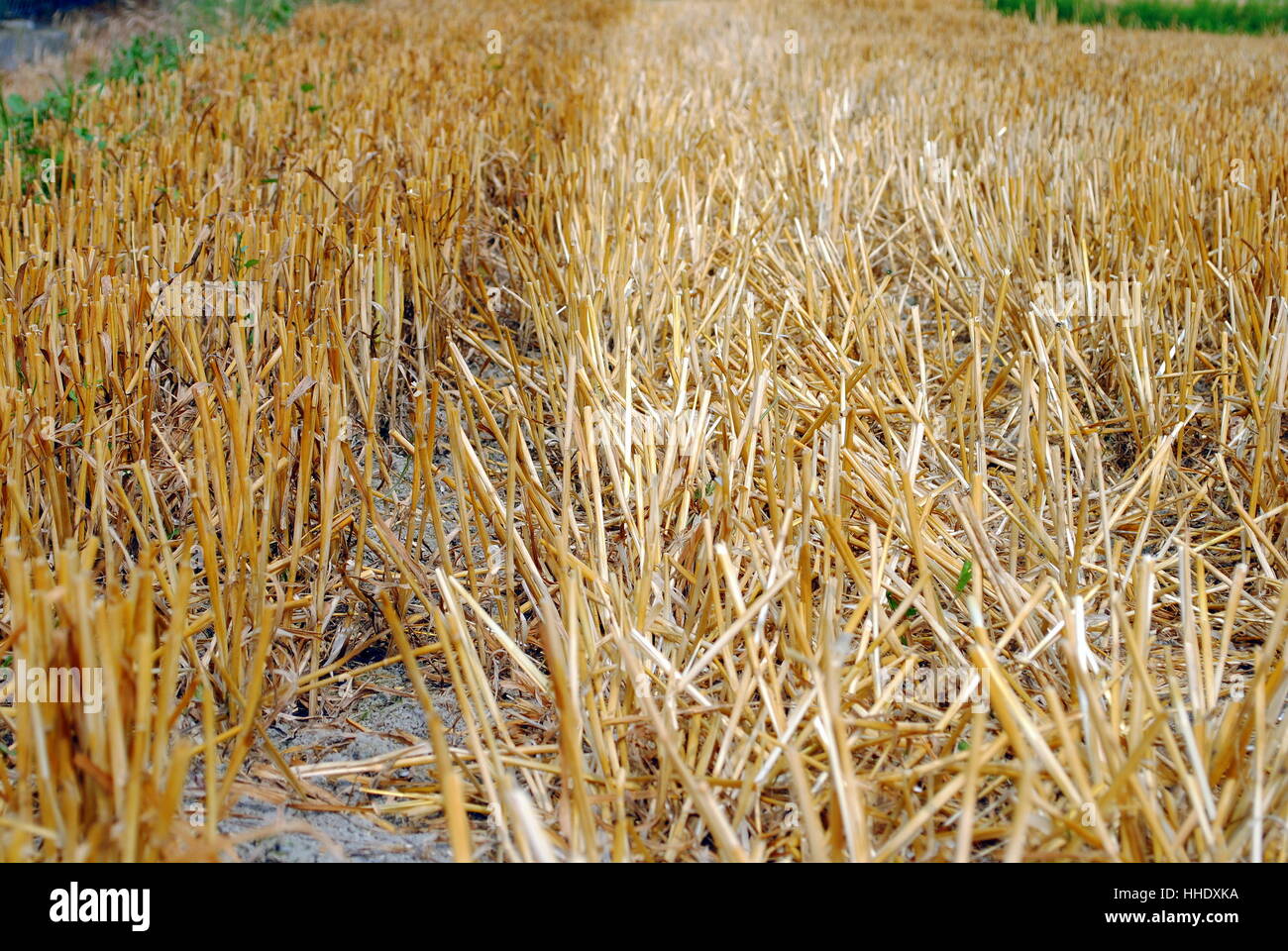 culture, garden, ground, soil, earth, humus, agriculture, farming ...