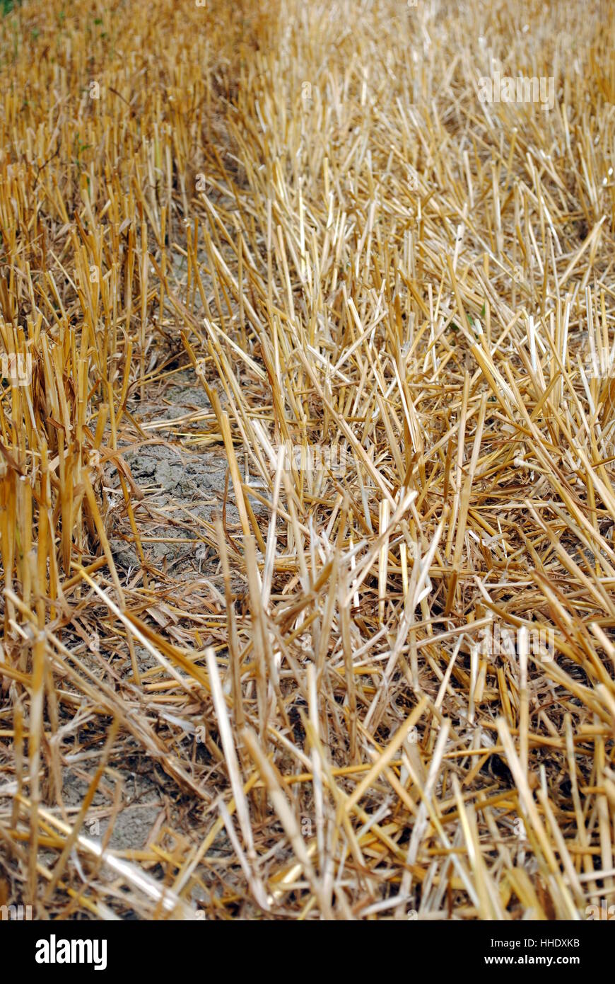 culture, garden, ground, soil, earth, humus, agriculture, farming ...