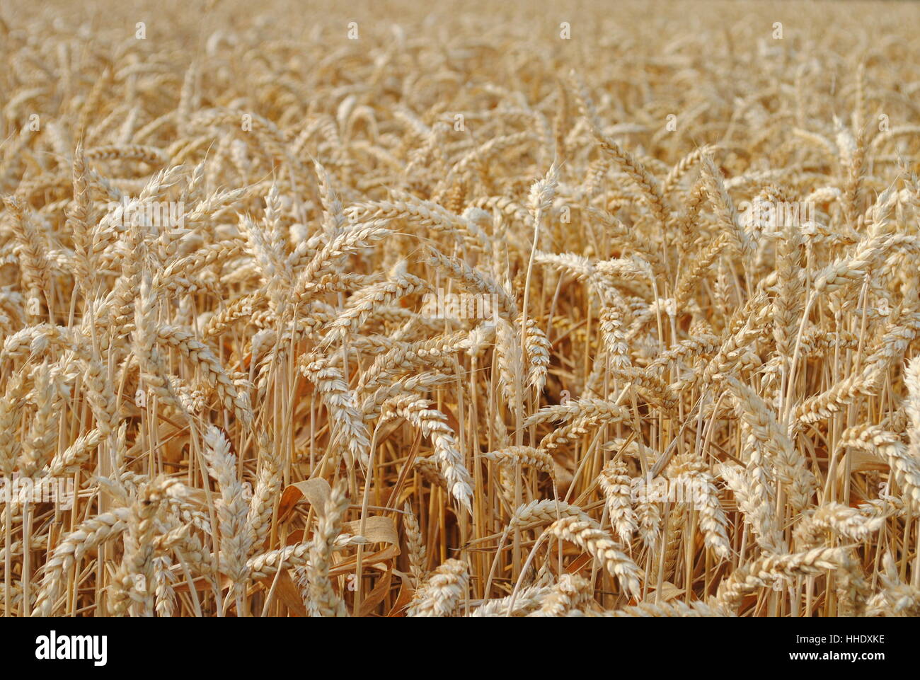 culture, garden, ground, soil, earth, humus, agriculture, farming ...