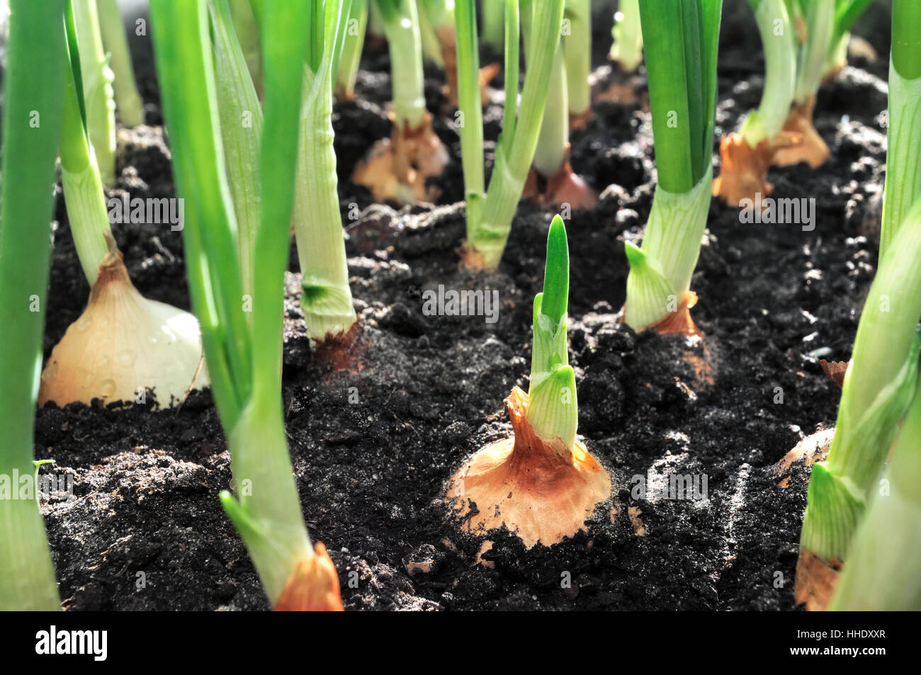 close-up of growing onion plantation Stock Photo - Alamy