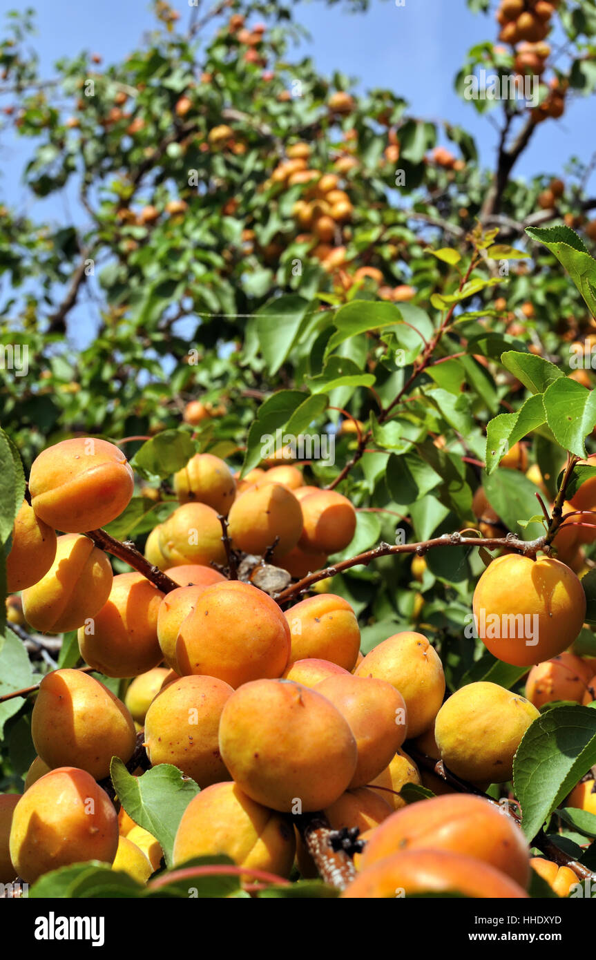 close-up of the ripe apricots in the orchard Stock Photo - Alamy