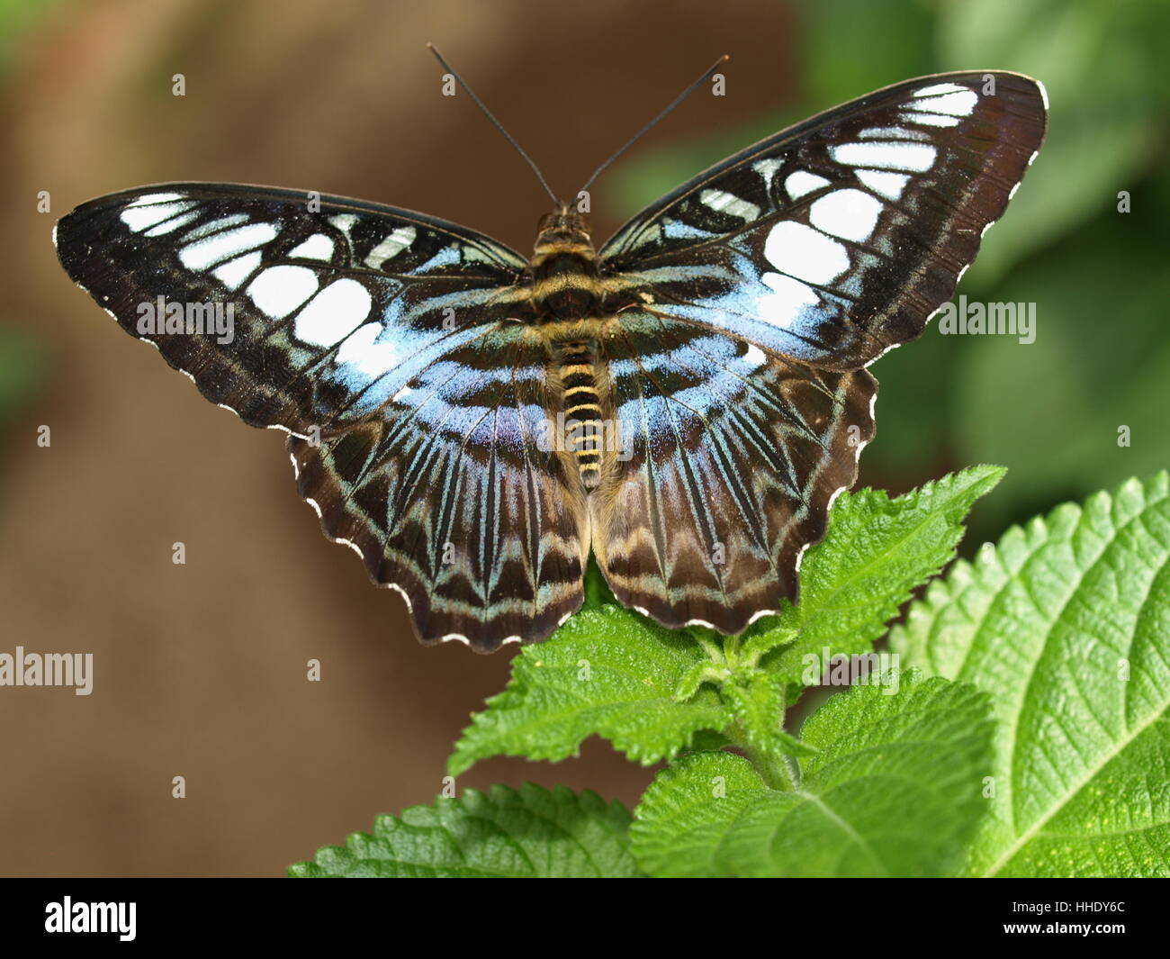insects, butterfly, butterflies, philippines, insect, insects ...