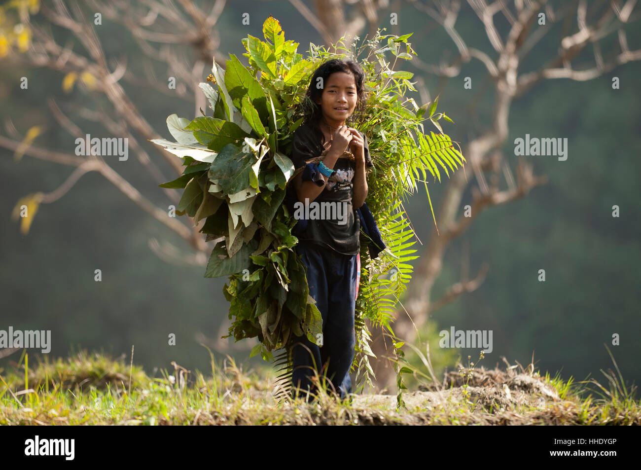 A girl collects fodder to feed the animals, Manaslu Region, Nepal Stock ...