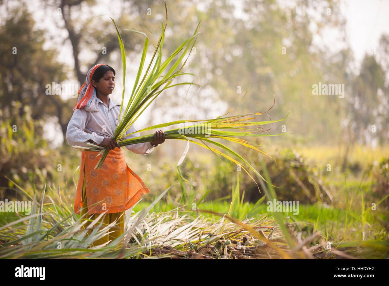Sugarcane hi-res stock photography and images - Alamy