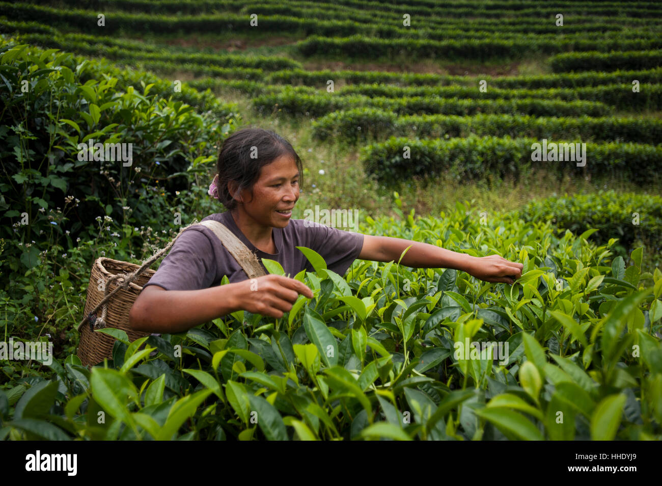 Picking tea leaves on a Puer tea estate in Yunnan Province, China Stock ...
