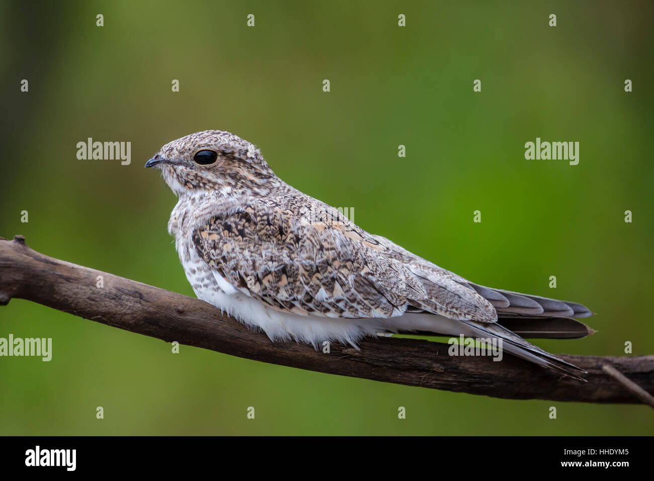 Adult sand-colored nighthawk (Chordeiles rupestris), Puerto Miguel ...