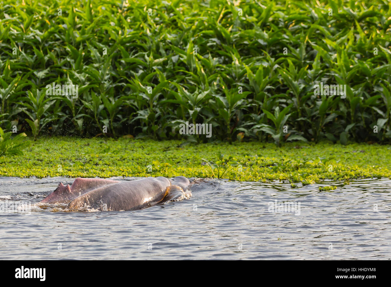 Adult Amazon pink river dolphins (Inia geoffrensis) surfacing on the ...