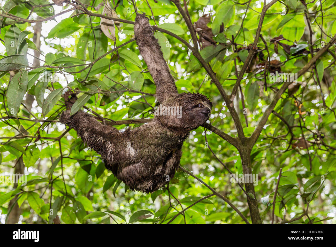 A wild brown-throated sloth (Bradypus variegatus), Landing Casual ...