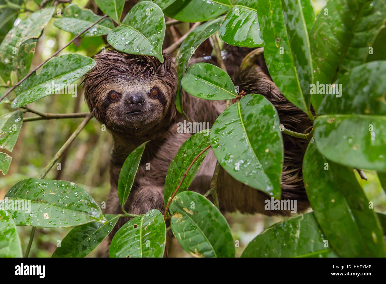 A wild brown-throated sloth (Bradypus variegatus), Landing Casual ...