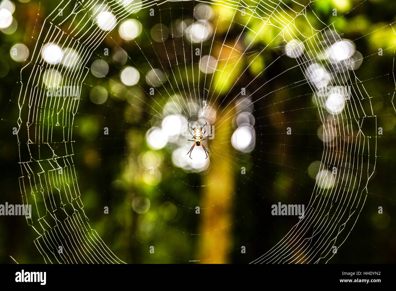 A demon spider (Microthena spp) in its web, Amazon National Park ...