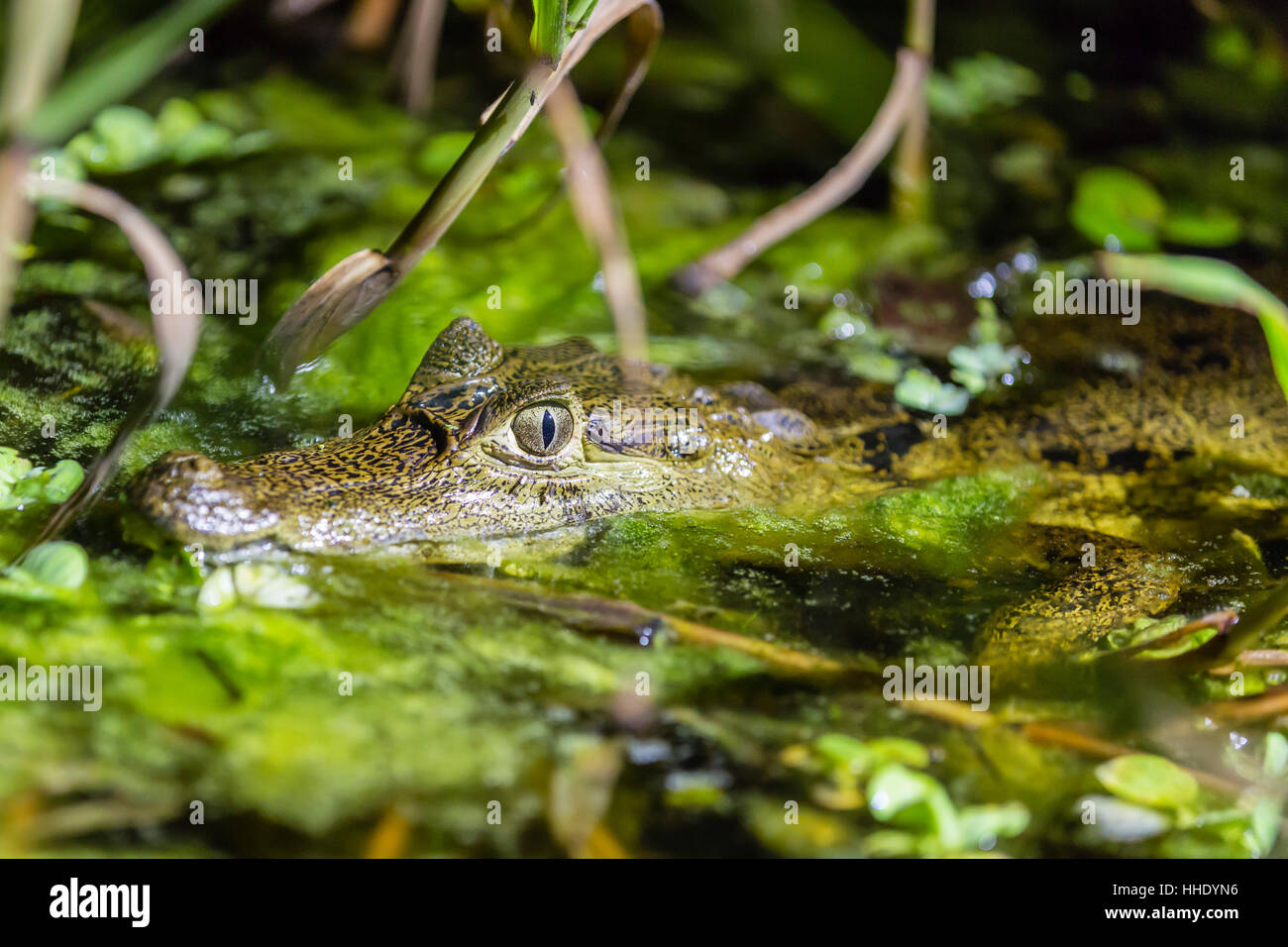 Juvenile spectacled caiman hi-res stock photography and images - Alamy