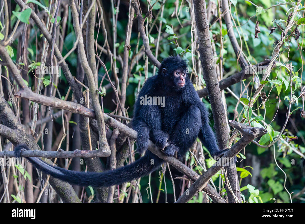Adult spider monkey ateles spp hi-res stock photography and images - Alamy