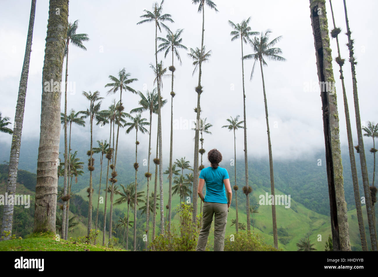 Wax Palms High Resolution Stock Photography and Images - Alamy