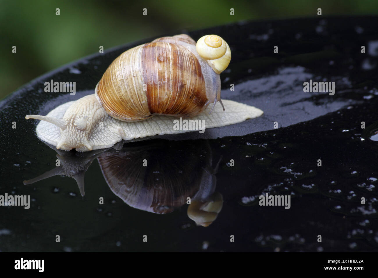 animal, mollusc, snug, small, tiny, little, short, mirroring, contrast ...
