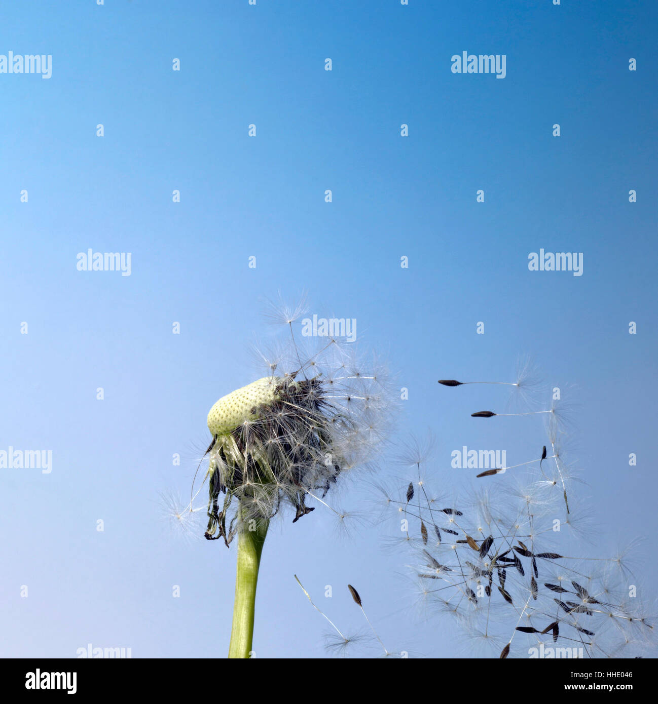 flying dandelion seeds in blue back Stock Photo - Alamy