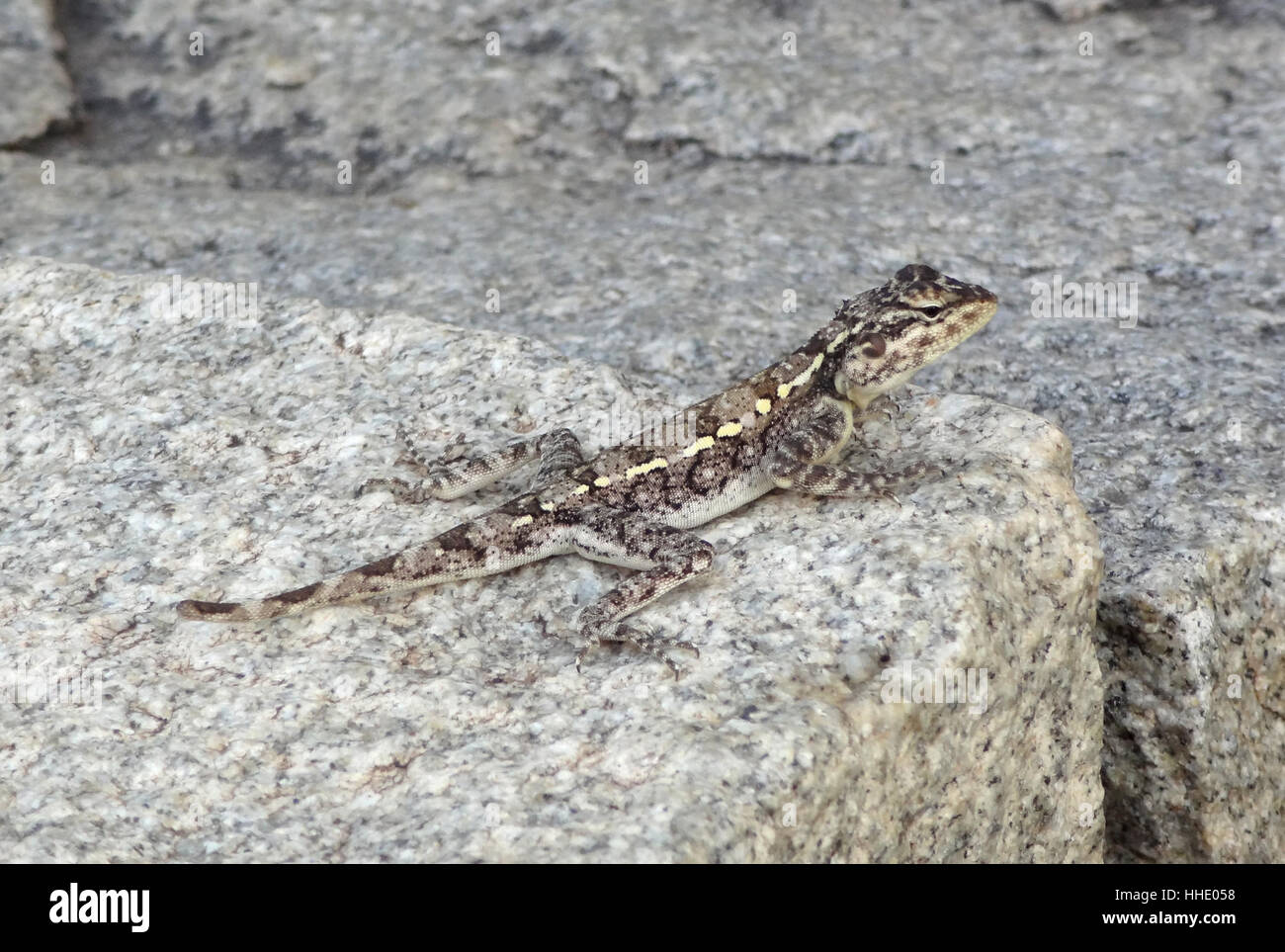a lizard on a stone in India Stock Photo - Alamy