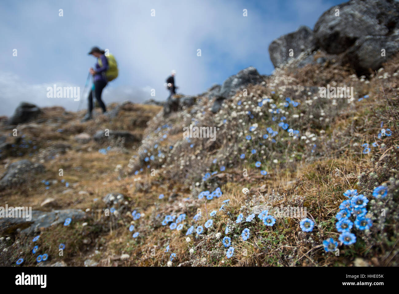Trekking down towards Ghopte from the Laurebina La in the Langtang ...