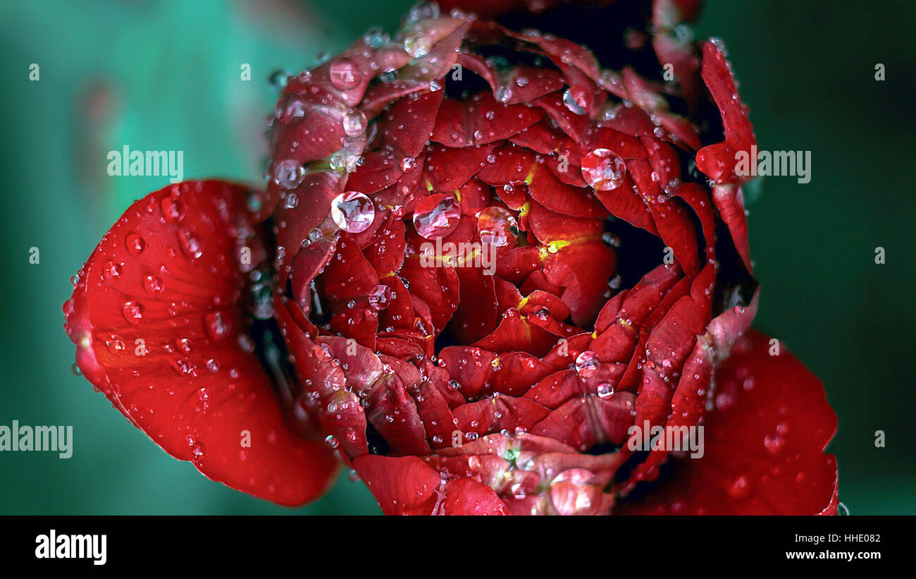 A beautiful red flower whit water drops on it Stock Photo - Alamy