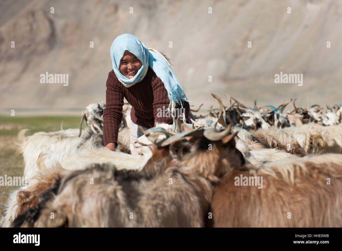 A nomad woman collects her goats together for milking, wool extraction ...
