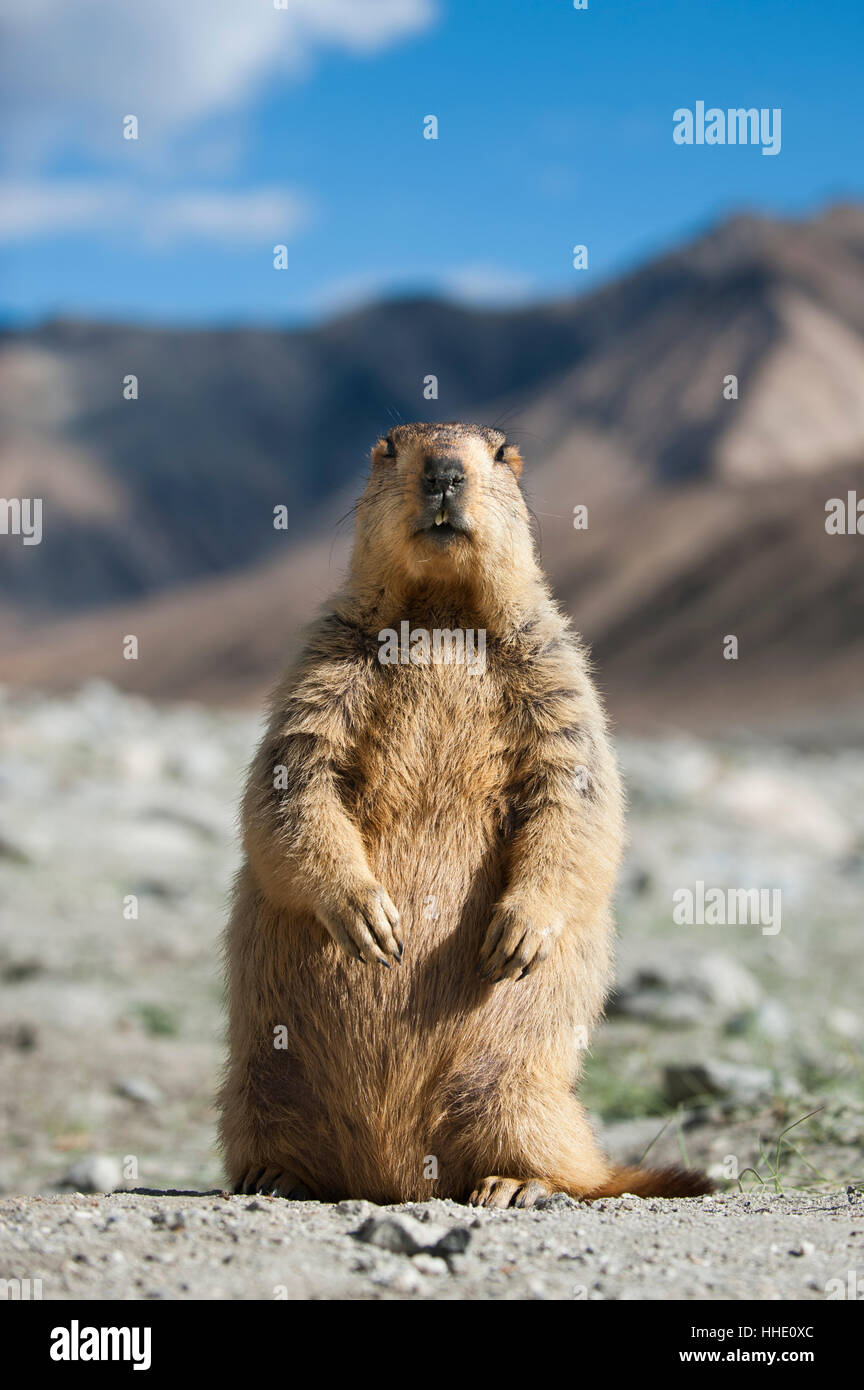 An inquisitive Himalayan marmot unwittingly strikes a pose, Ladakh ...