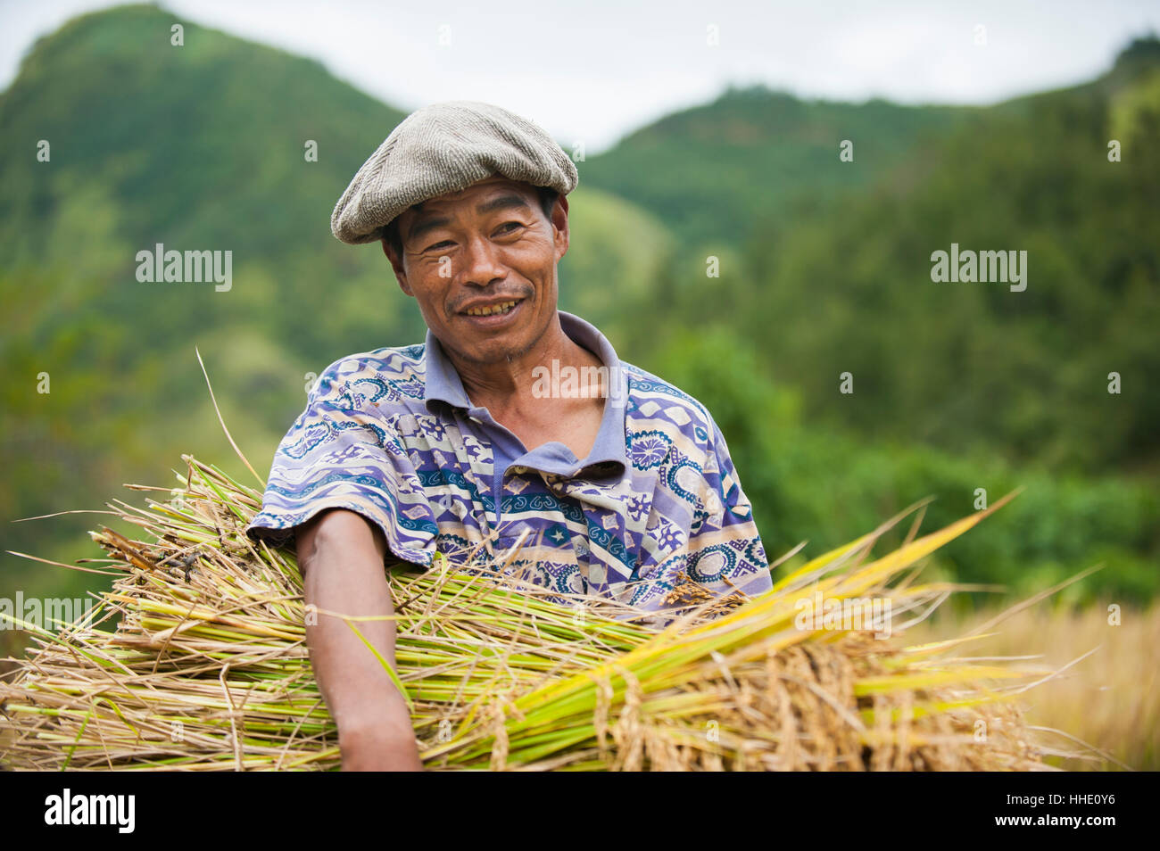 A man clutches a bundle of freshly harvested rice in Manipur, India ...