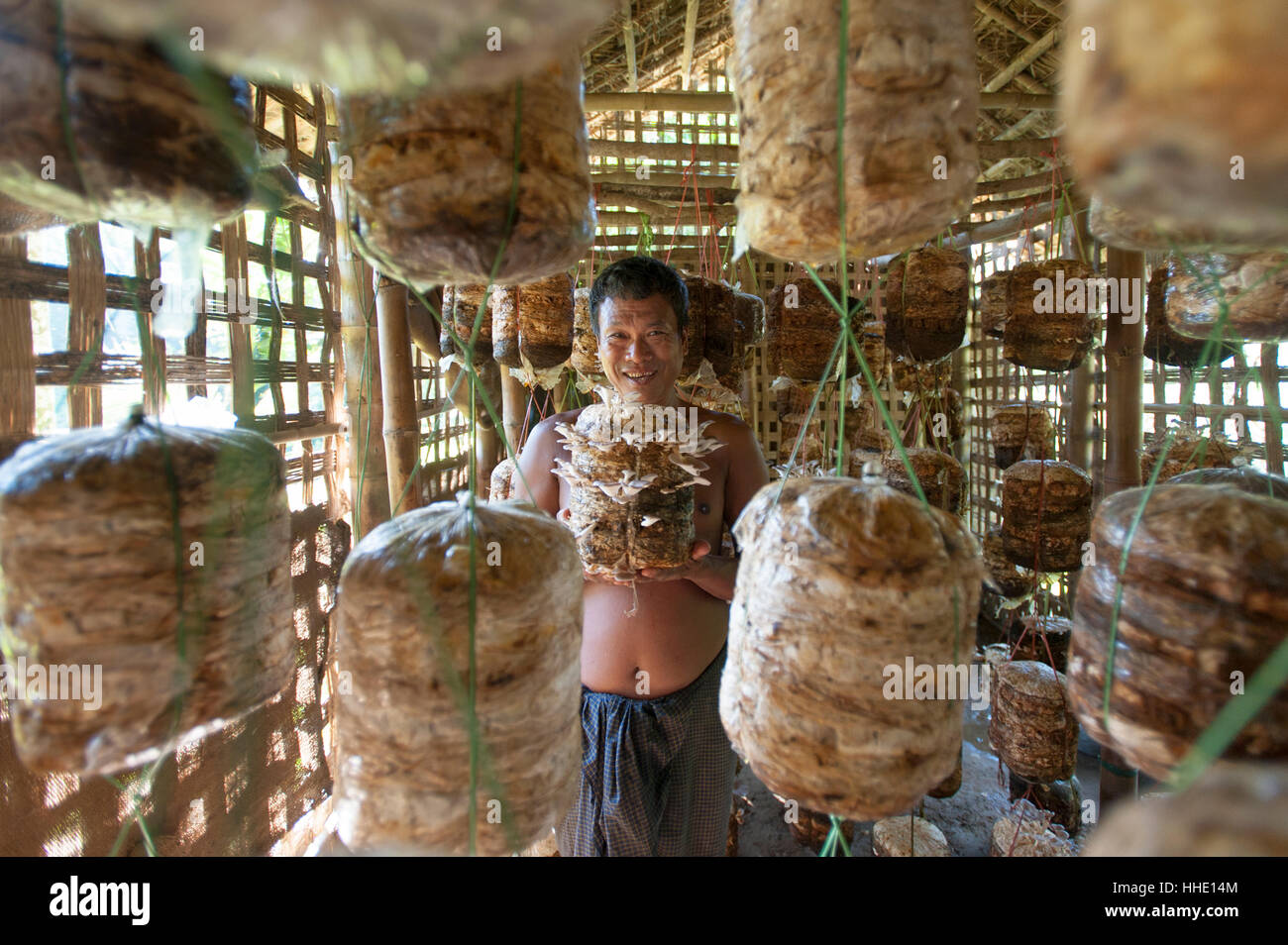 A man holds up a basket of growing mushrooms in a mushroom hut ...