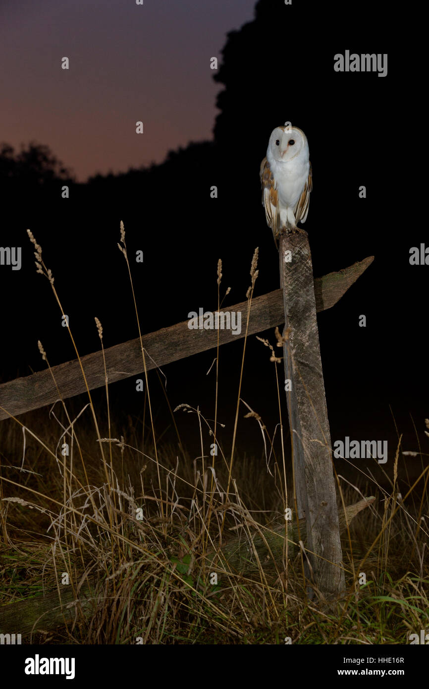 Barn owl perched on an old farm gate hi-res stock photography and ...