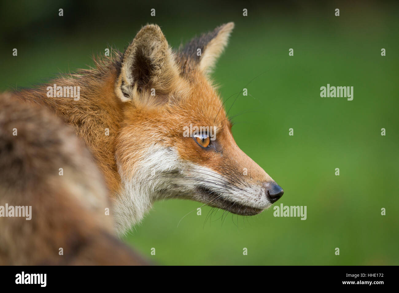 Red fox head portrait, Suffolk, UK Stock Photo - Alamy