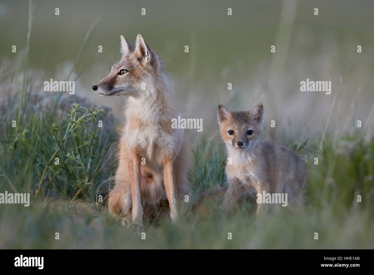 Swift Fox (Vulpes velox) vixen and kit, Pawnee National Grassland ...