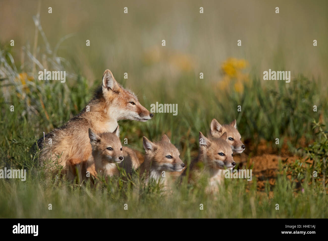 Side view of fox hi-res stock photography and images - Alamy