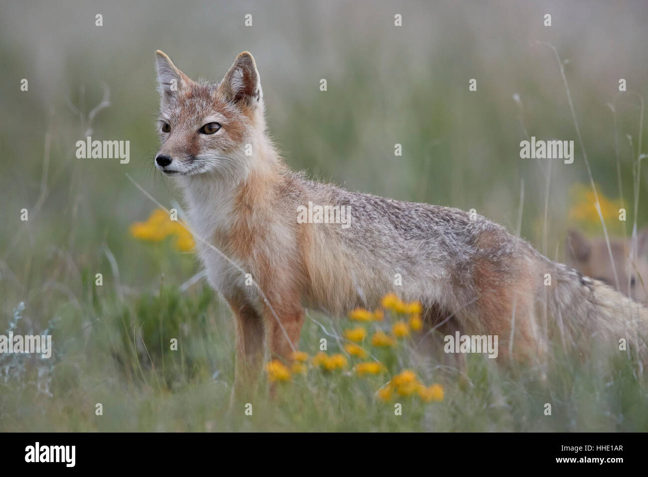 Swift Fox (Vulpes velox) vixen, Pawnee National Grassland, Colorado ...