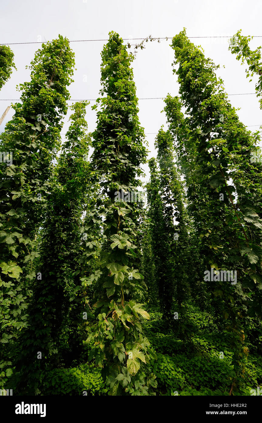 plant, climbing plant, beer, hop, brew, plant, leaves, summer, summerly ...