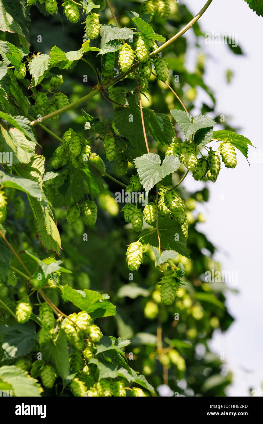 plant, climbing plant, beer, hop, brew, plant, leaves, summer, summerly ...