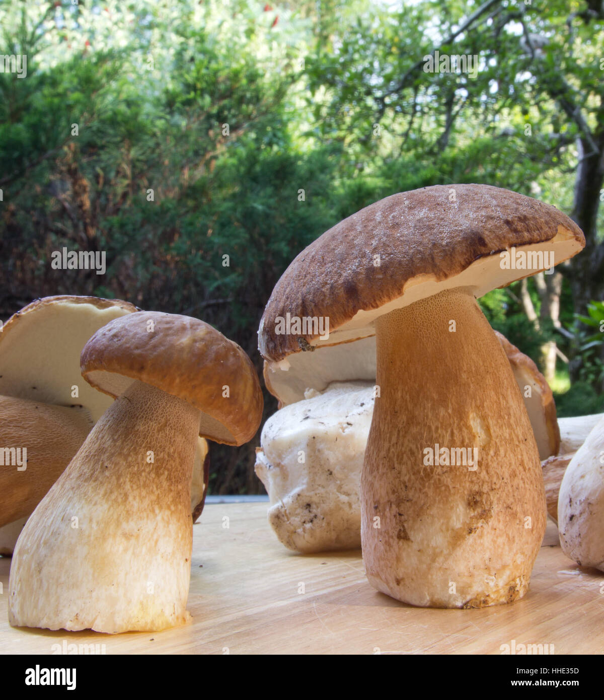 fruit, mushroom, fungus, sponge, yellow boletus, food, aliment, botany ...