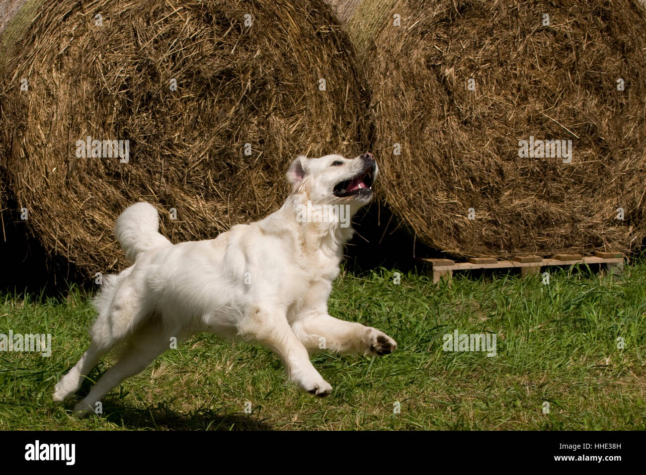 dog, spring, bouncing, bounces, hop, skipping, frisks, jumping, jump ...