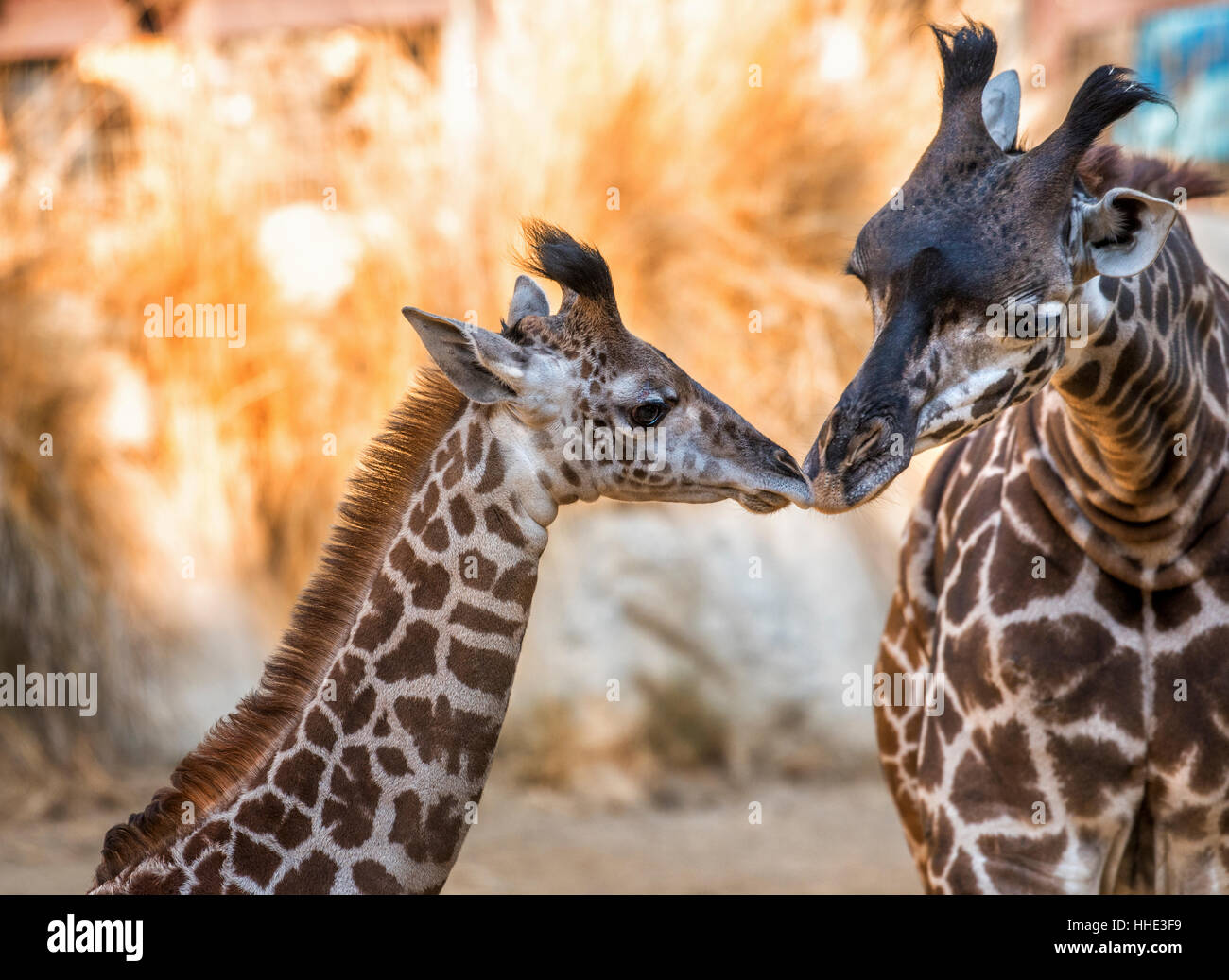 Two giraffes at Los Angeles Zoo nuzzling Stock Photo - Alamy