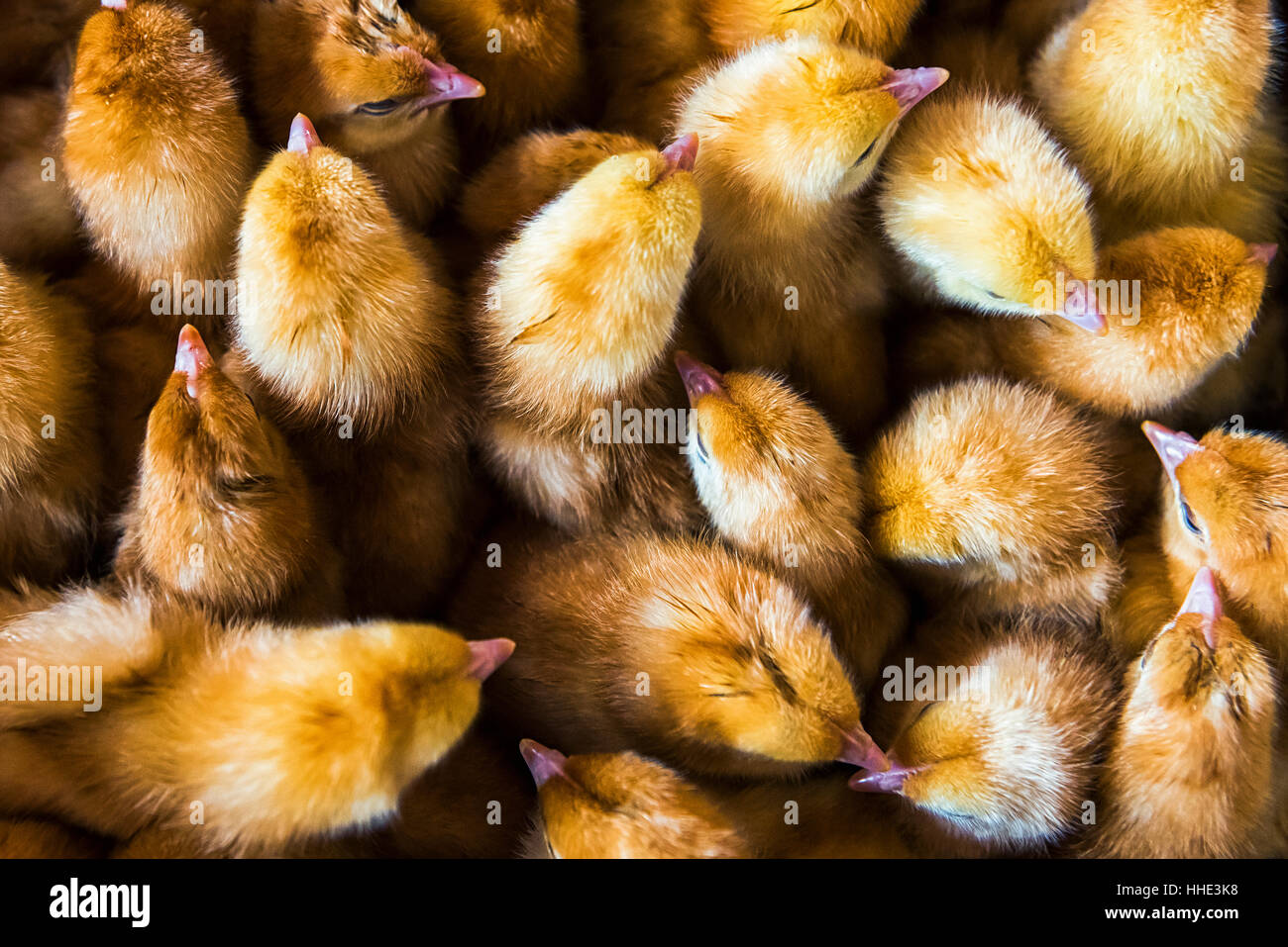 A box of baby poultry chicks Stock Photo - Alamy