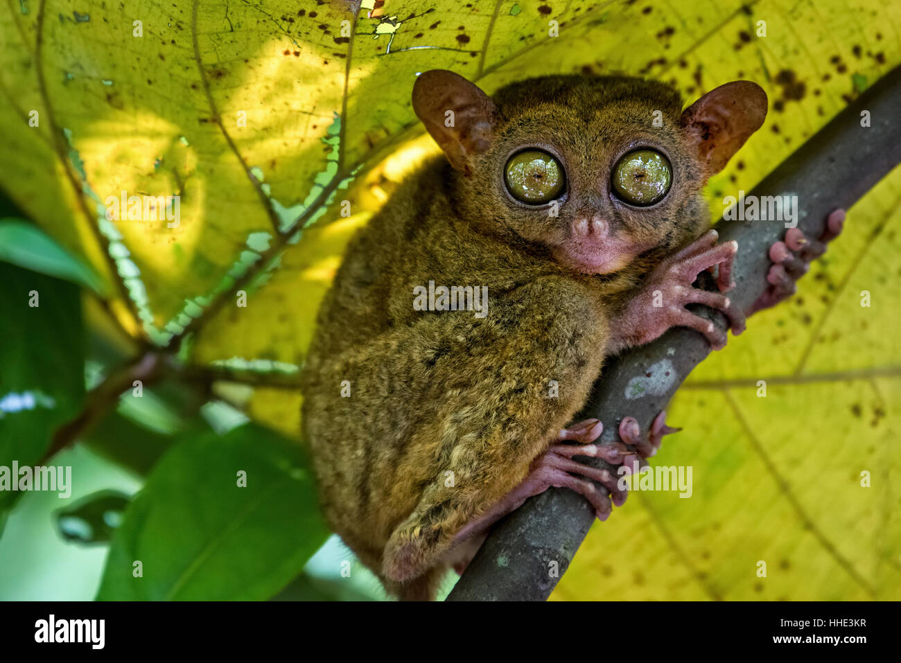 A small nocturnal animal, the tarsier, with fixed round eyes, on a tree ...