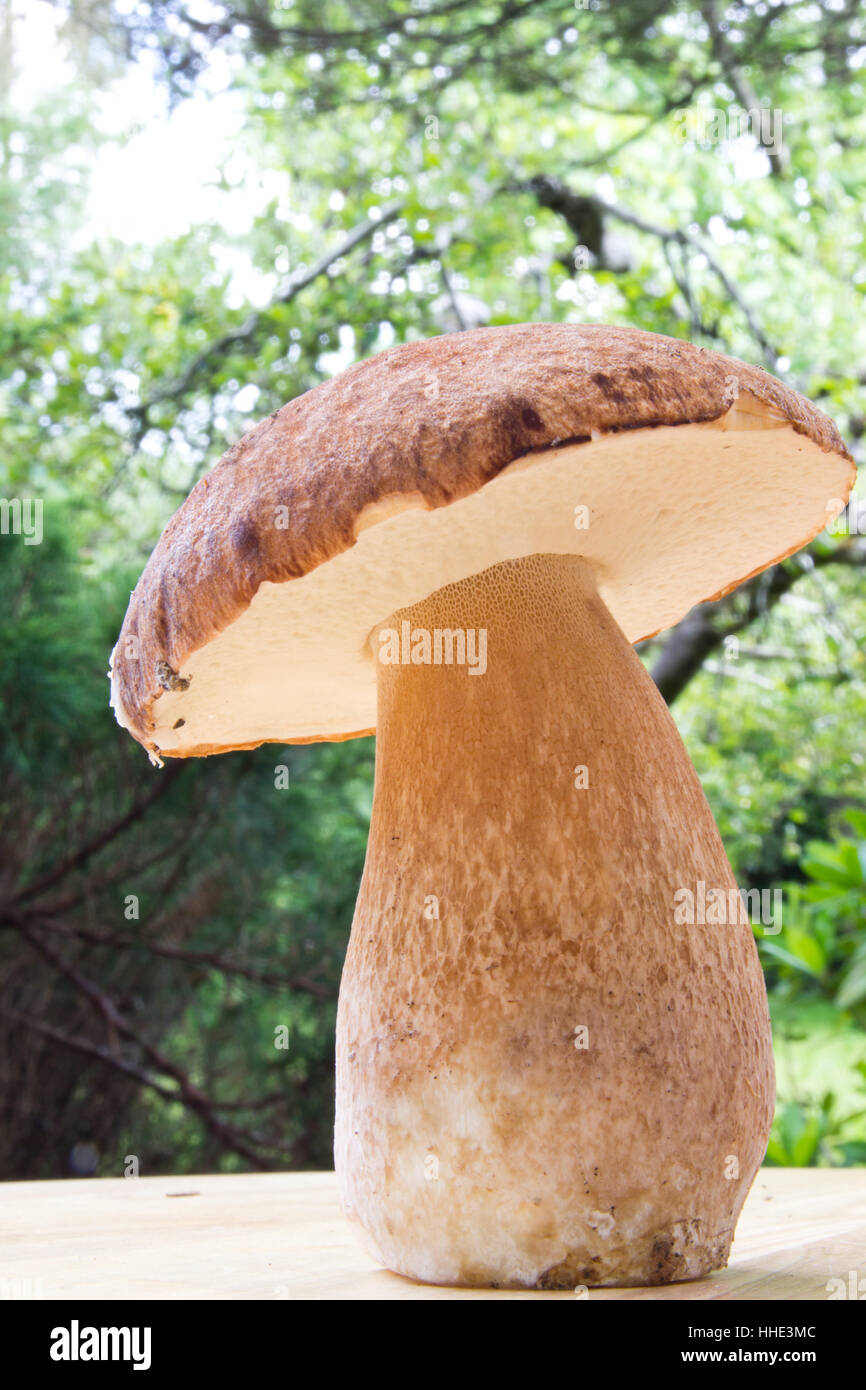fruit, mushroom, fungus, sponge, yellow boletus, food, aliment, botany ...