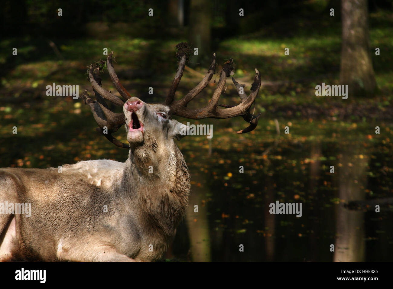 wild, tubes, horns, deer stag, forest, hart, stag, big, large, enormous ...