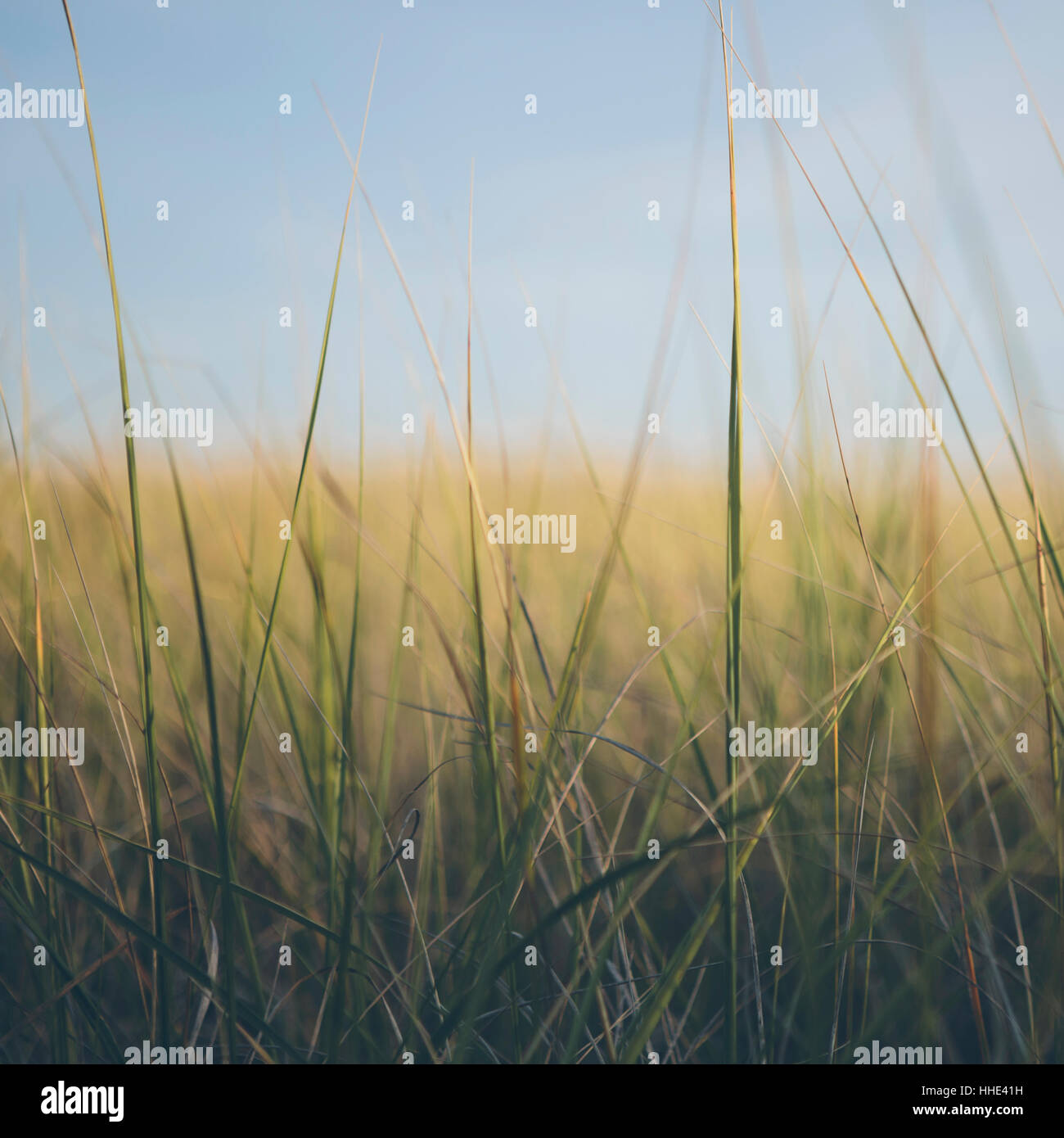 Low angle view of windswept sea grasses, Long Beach Peninsula Stock ...