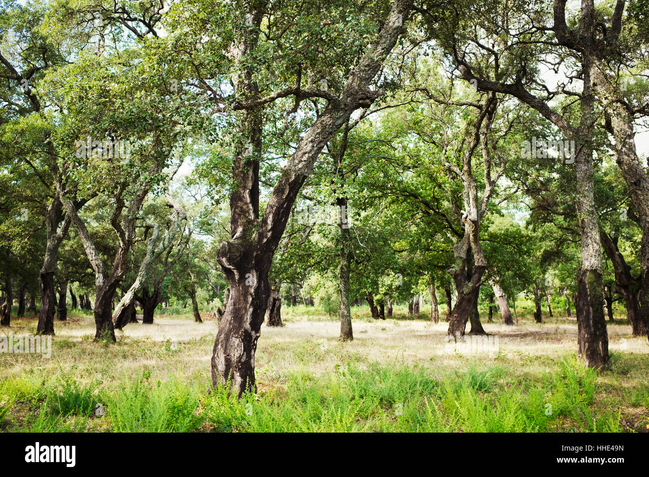 Countryside scene, an orchard with old fruit trees Stock Photo - Alamy