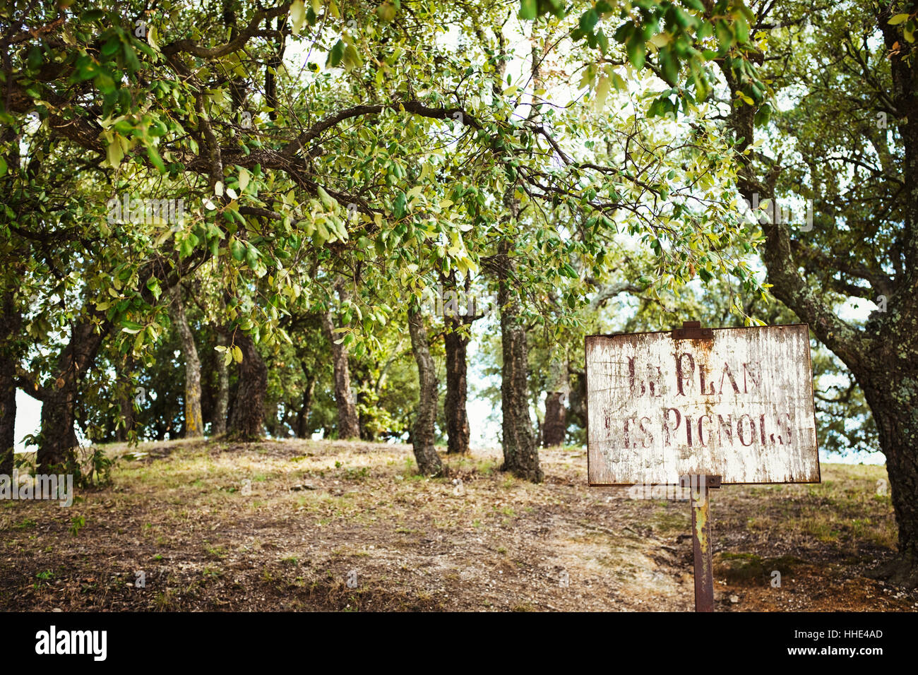Countryside scene, an orchard with old fruit trees. A faded sign Stock ...